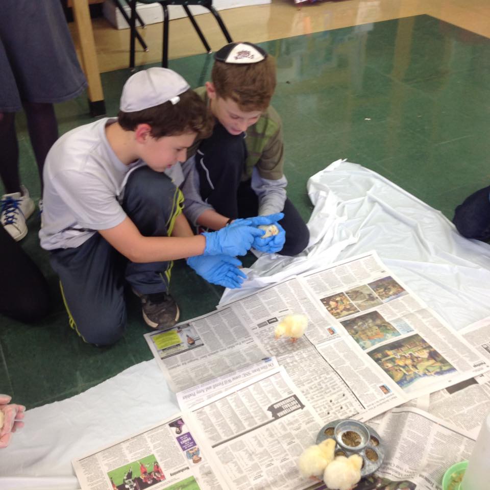 Science Experiment with Chicks - Abrams Hebrew Academy