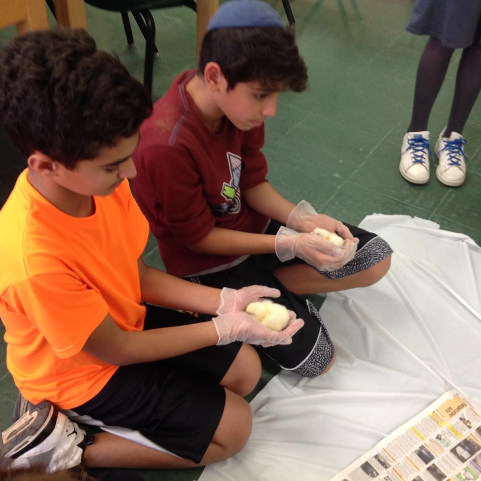 Science Experiment with Chicks - Abrams Hebrew Academy