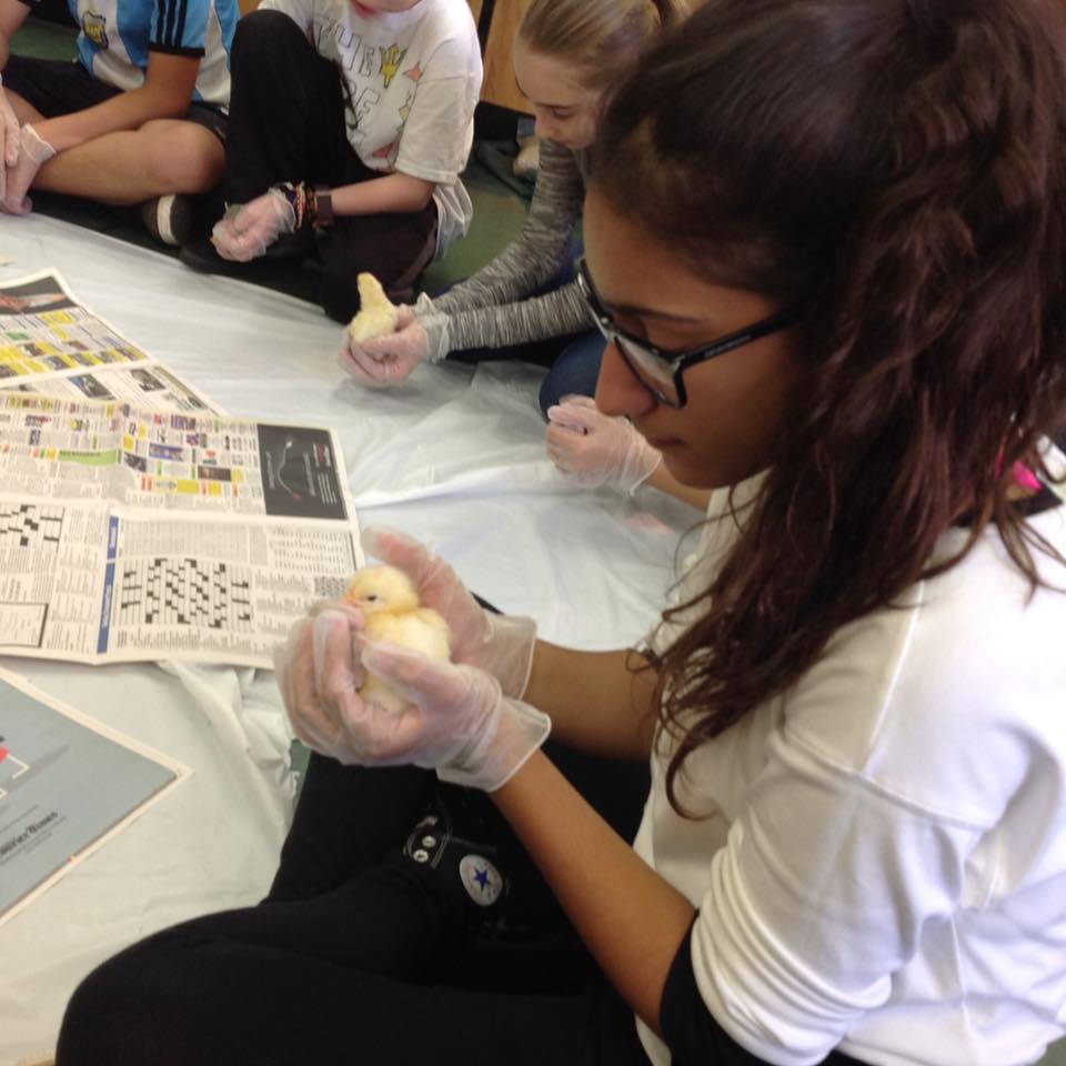 Science Experiment with Chicks - Abrams Hebrew Academy
