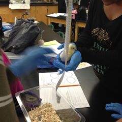 Science Experiment with Chicks - Abrams Hebrew Academy